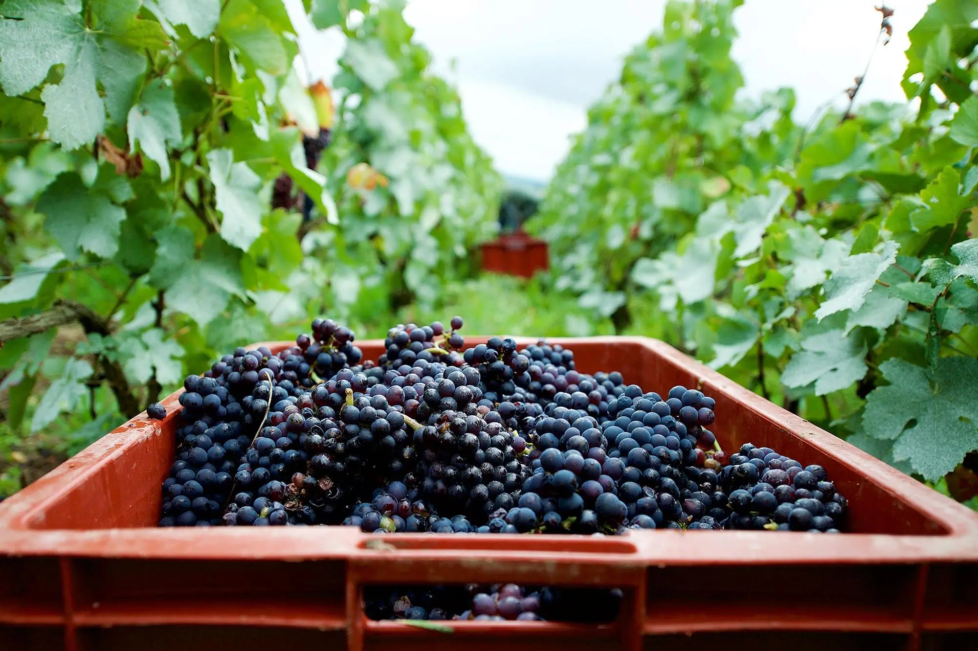 Ruim Assortiment Champagne – L'Atelier du Champagne